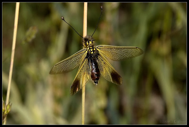 macroinstantes: El regreso de los Libelloides