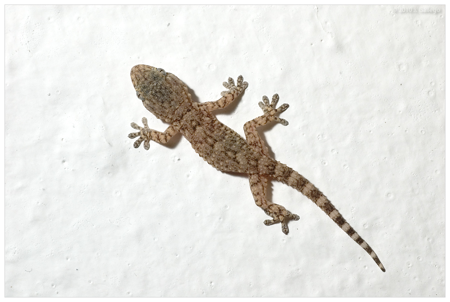 macroinstantes: Salamanquesa común, la más común de las salamanquesas