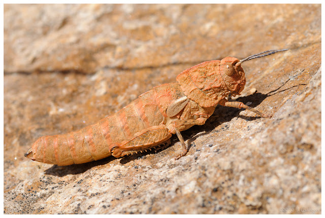 macroinstantes: Pamphagidae de extraño color