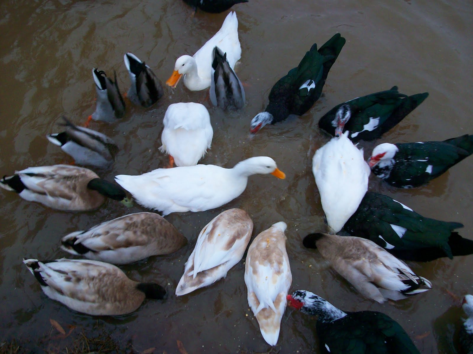 My Duck World: My Ducks