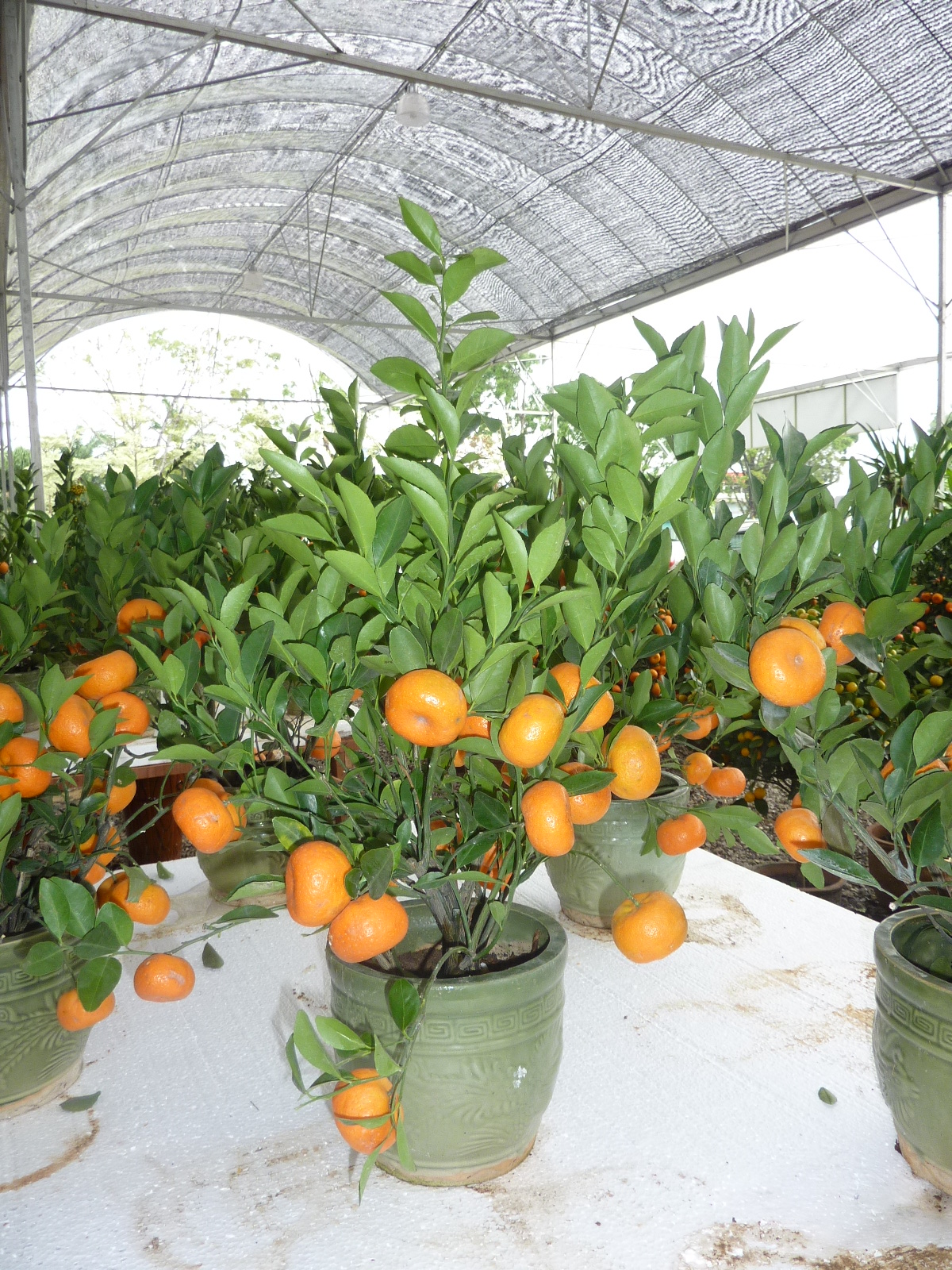 My City Landscaping Sdn Bhd: Mandarin Lime Tree For Chinese New Year 2011