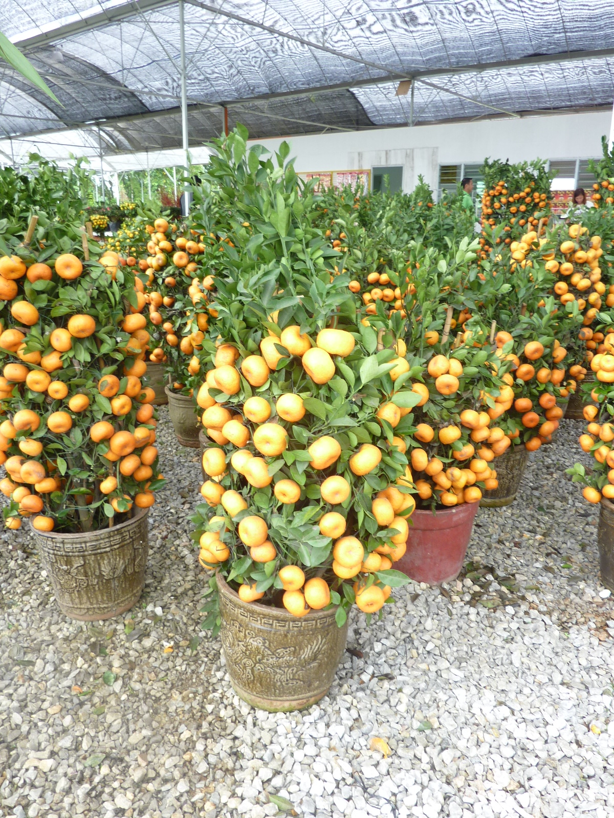 My City Landscaping Sdn Bhd: Mandarin Lime Tree For Chinese New Year 2011