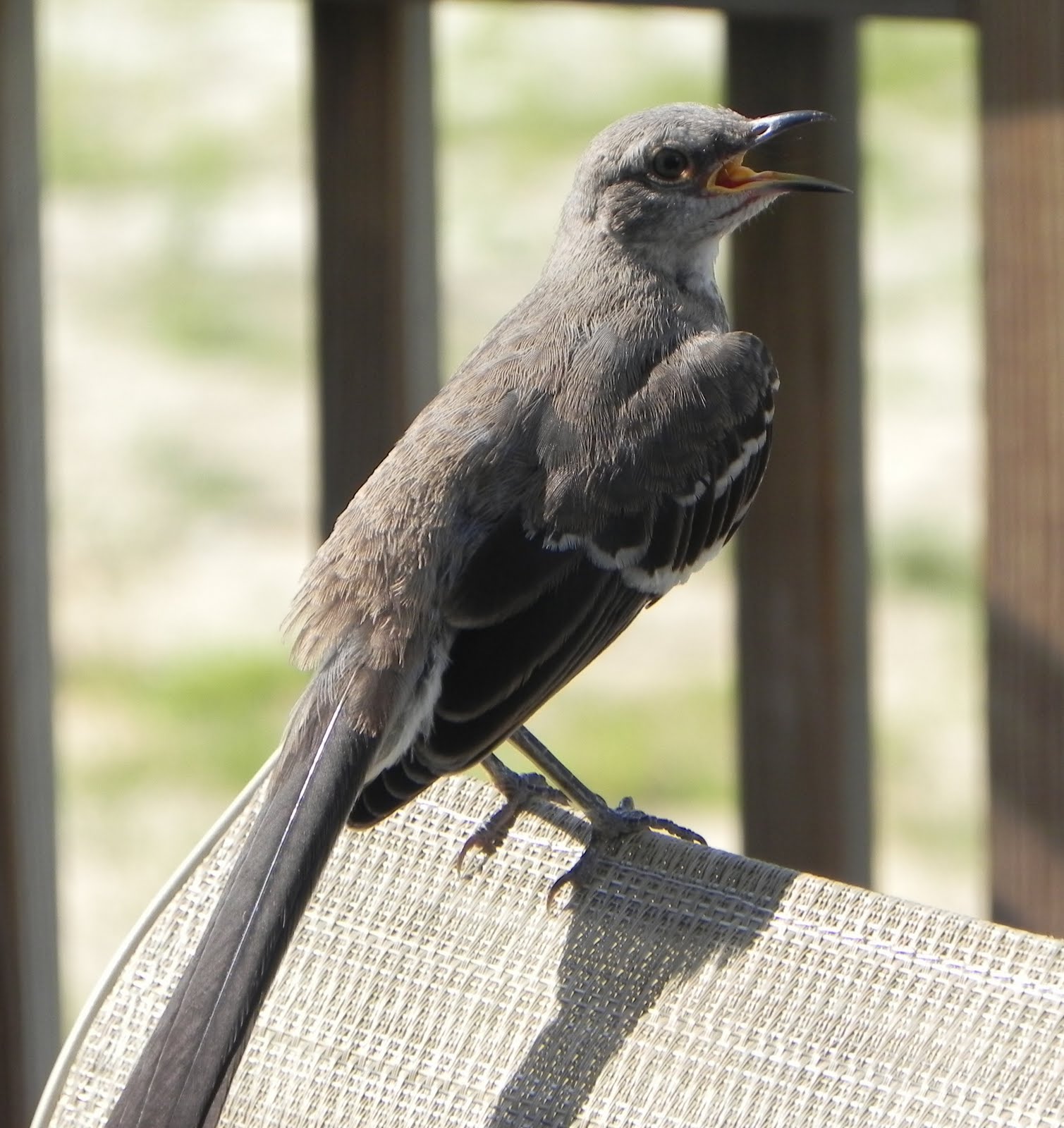 Beautiful Wildlife Photography: Northern Mockingbird Baby / July 2010
