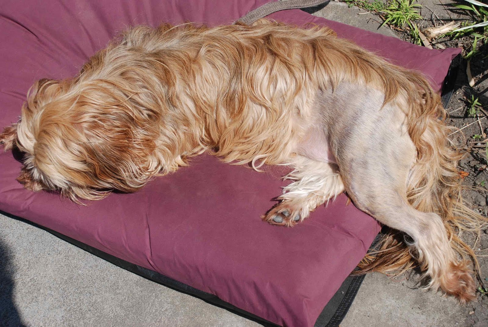 My dog : striped dogs