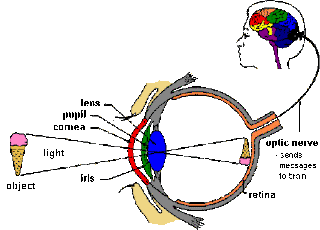 Health Problem & Solutions: Vision Mechanism of Eye