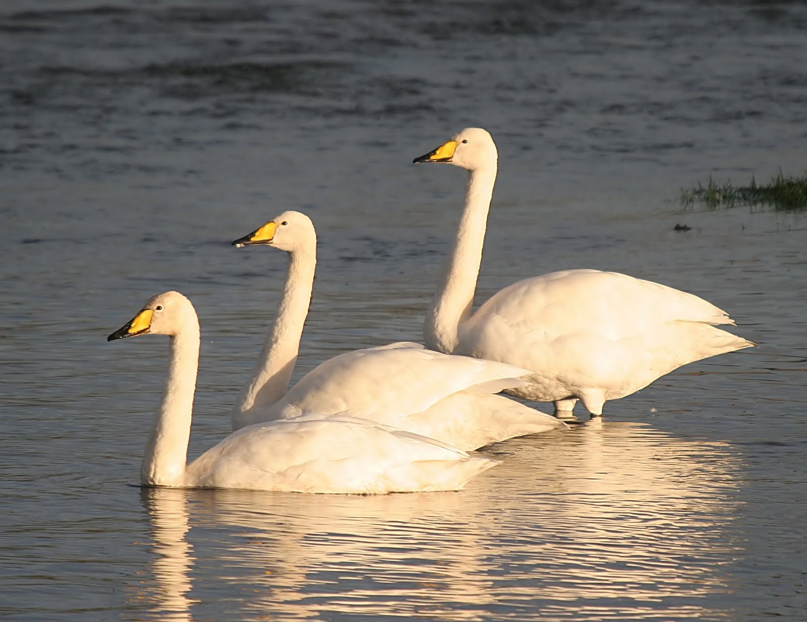 MONTGOMERYSHIRE BIRDS: Whooper Swan @ Caersws