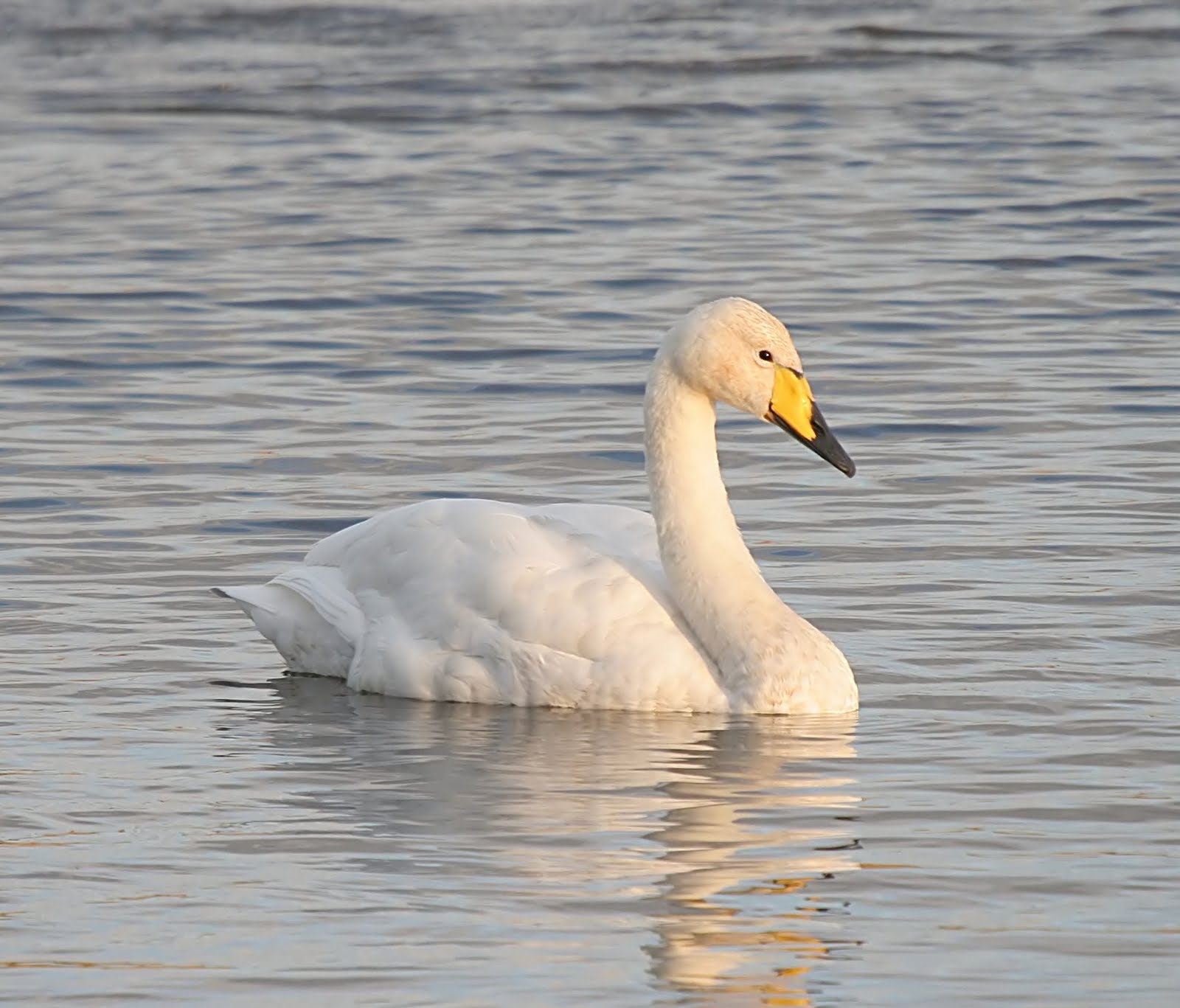 MONTGOMERYSHIRE BIRDS: Whooper Swan @ Caersws
