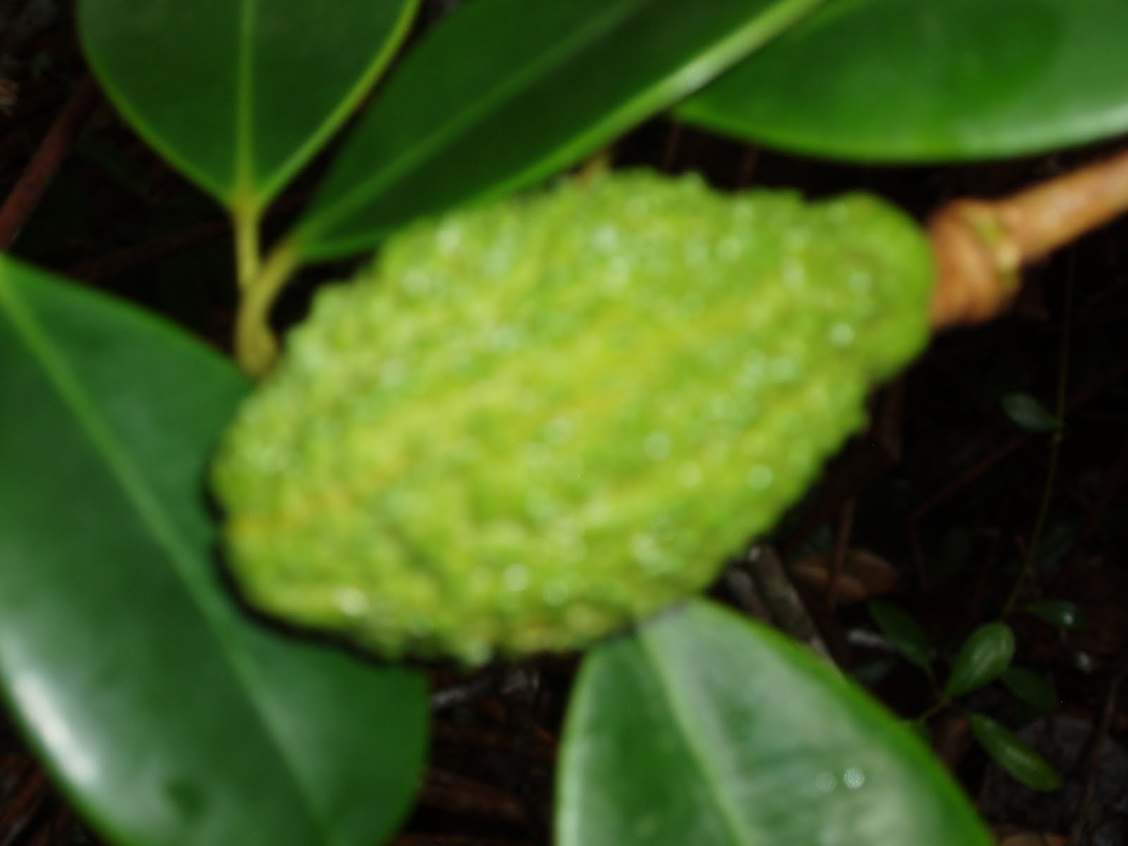 KEKAM_Serdang.com: Expedisi Endau Kota TInggi