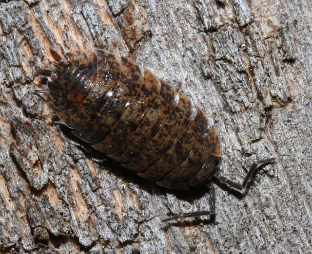 Naturwunder ...: Asseln