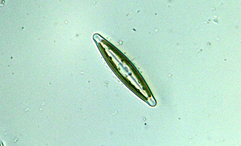 Naturwunder ...: Kieselalgen (Diatomeen)