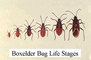 The Eclectic Scientist!: Boxelder Bugs vs. Lady bugs