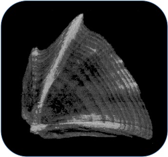 Evidence and Error: Opercula are super neat