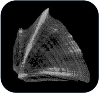 Evidence and Error: Opercula are super neat