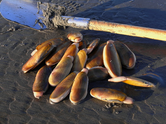 722 Westport - Oceanfront Beach Vacation Condo: Razor Clam Season