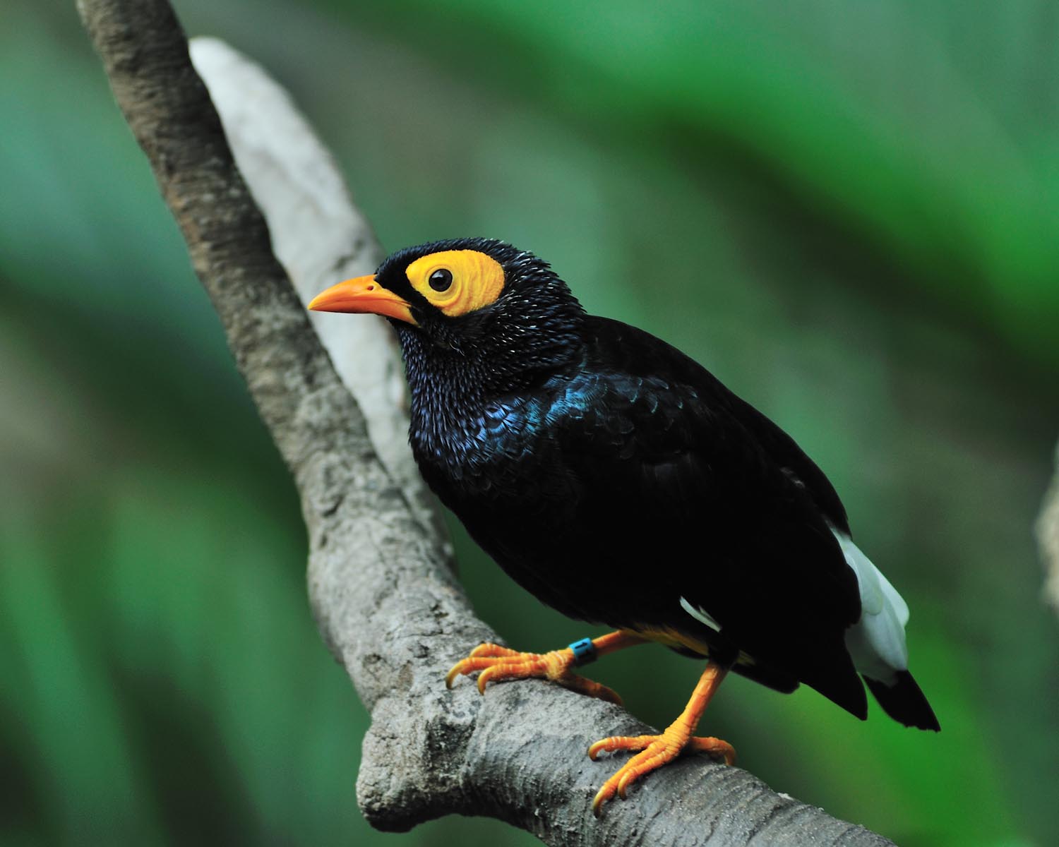 The Amazing Life: ABC Wednesday: M is for Myna