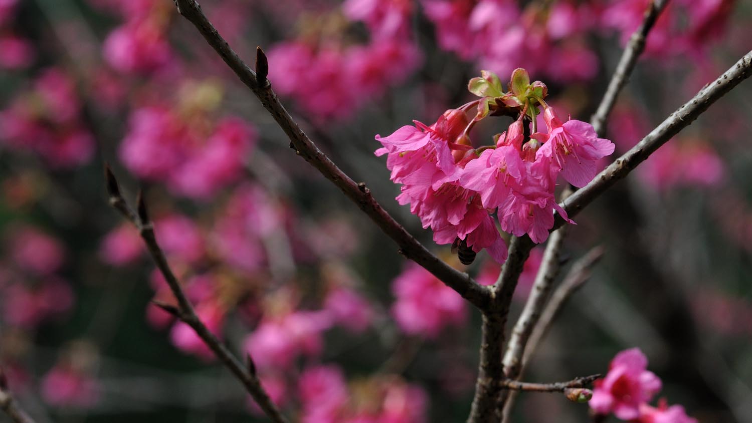 The Amazing Life: Today's Flowers #88: Taiwan Cherry Blossom