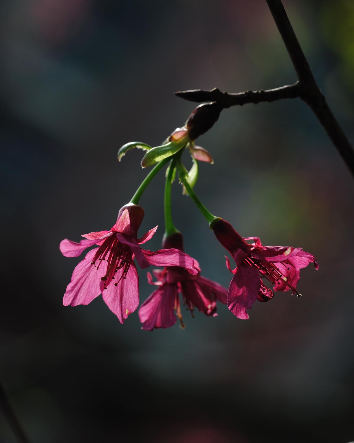 The Amazing Life: Today's Flowers #88: Taiwan Cherry Blossom