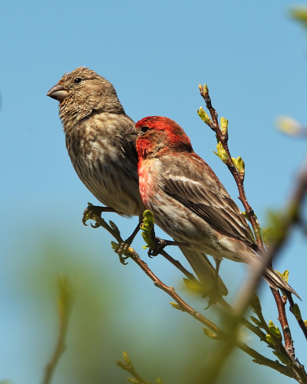 The Amazing Life: Camera-Critters #114: House Finch