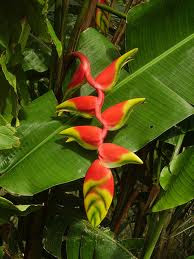 Elenita :-): DIA DE LA PATRIA