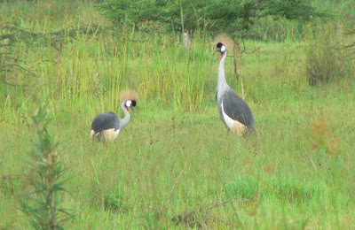 Allison in Africa: Ndura's Kitale Nature Conservancy