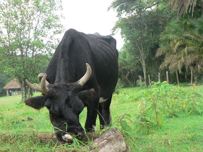 Allison in Africa: Ndura's Kitale Nature Conservancy