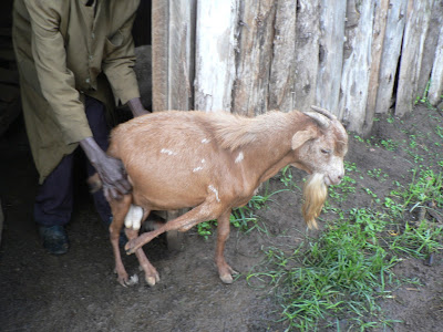 Allison in Africa: Ndura's Kitale Nature Conservancy