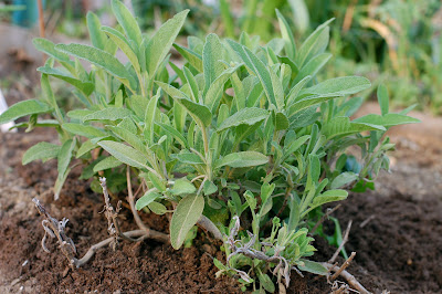 Calendula & Concrete: Sage plant wilting