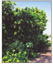 Jayasree Saranathan: Auto fuel from Punnai tree (Calophyllum inophyllum)