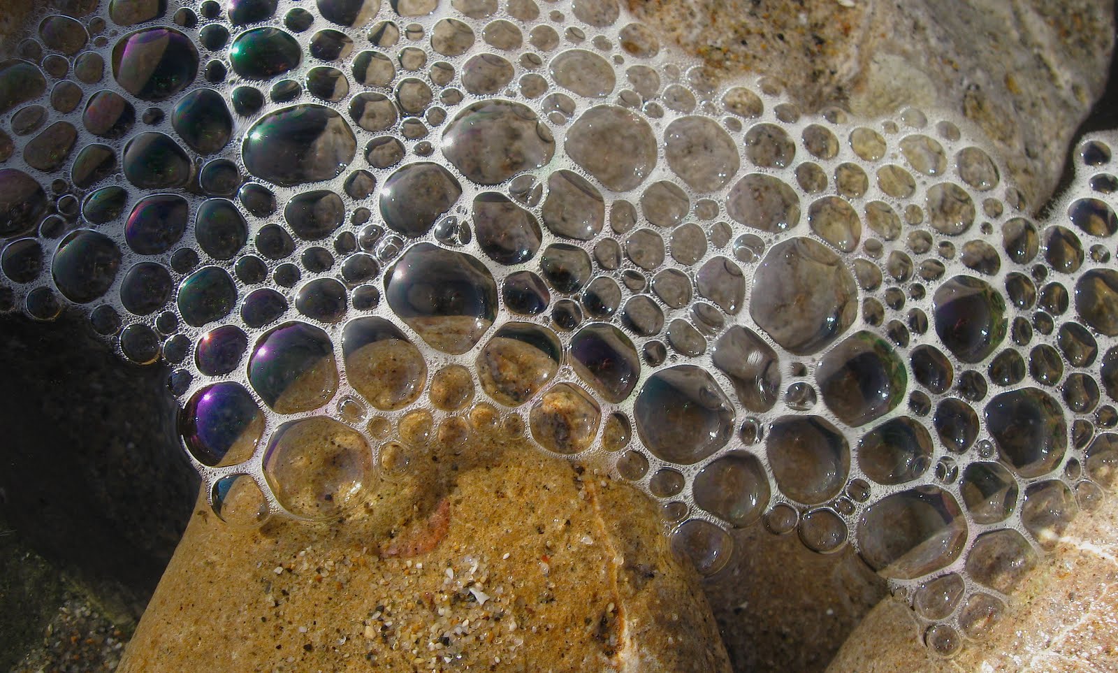 Macro Photography with P&S: Close up and personal: Filigree Sea; Close ...