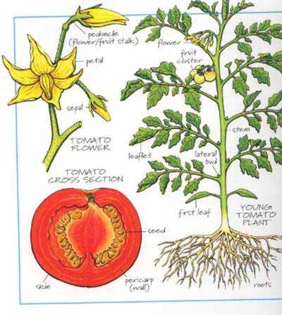 flower where you're planted: Tomato Evolution