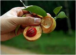 poisonous plants: Poisonous Plants in SriLanka