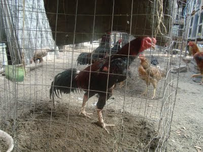 PEMBIAK BAKA AYAM SERAMA DAN AYAM SIAM: baka sisik buruk..