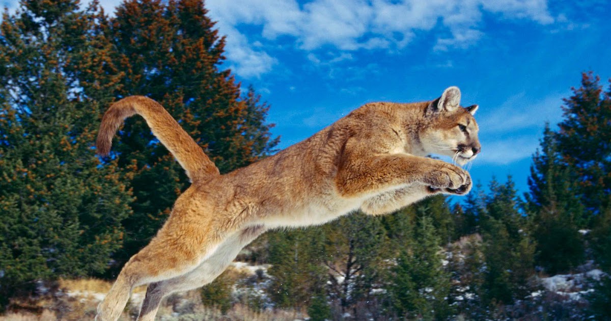 Puma jumping off the cliff wallpaper - Picture Book