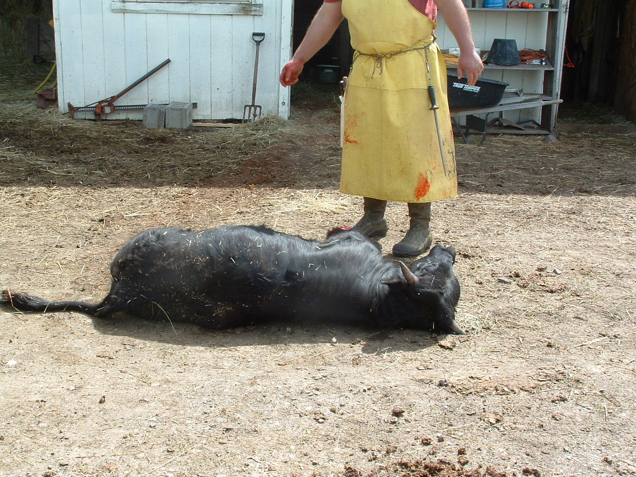 Rural Revolution: Butchering day