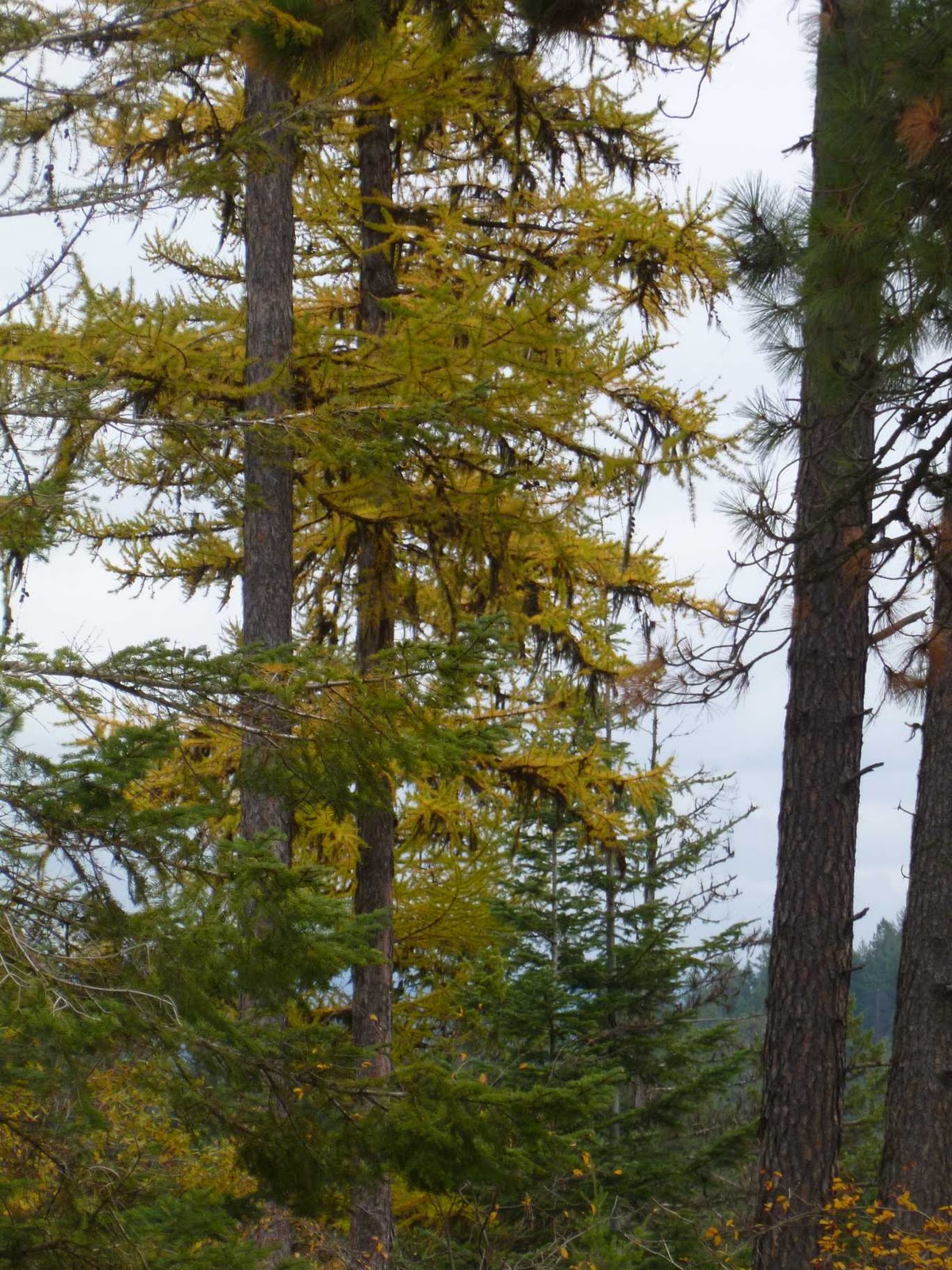 Rural Revolution: Pretty larches