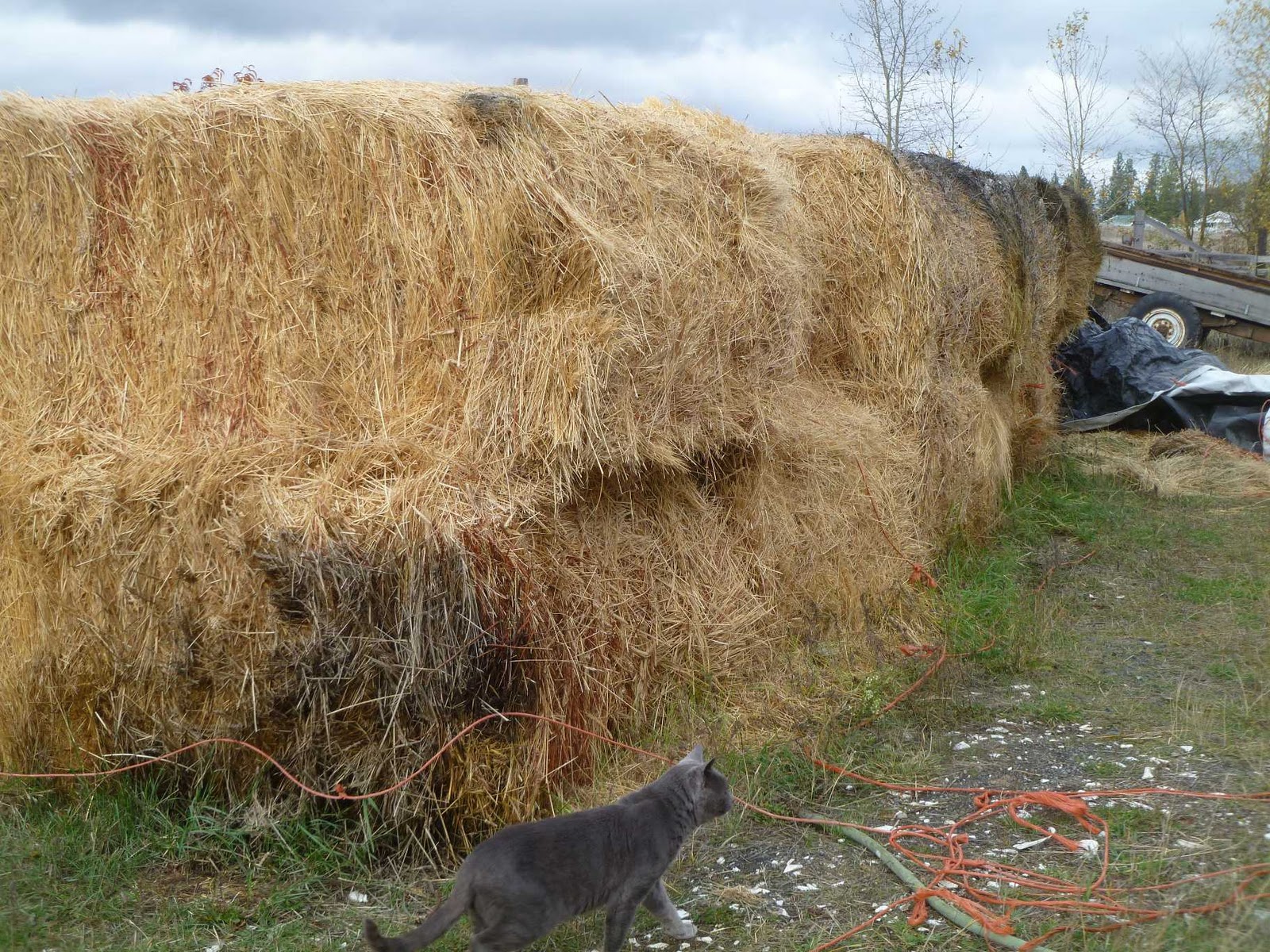 Rural Revolution: Stacking hay