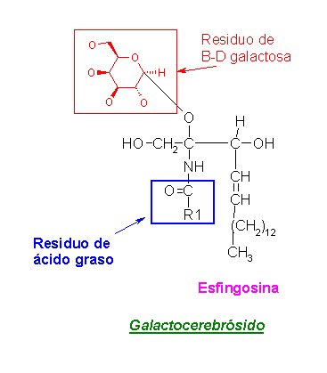 Bioquímica : Esfingolipídeos e Terpenos
