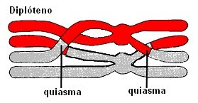Biología 2º: Funciones de reproducción en eucariotas