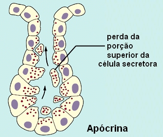 Glândulas Holócrinas: neste