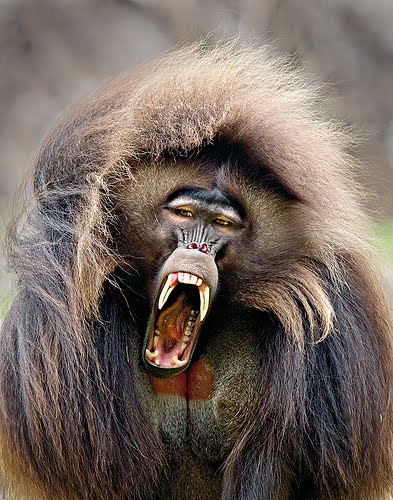 1000+ images about Scary, Ugly, Goofy Creatures on Pinterest | Ugly ...