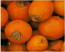 TODA FRUTA: TUCUMÃ (Astrocaryum aculeatum, tucumã e astrocaryum vulgare ...