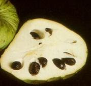 TODA FRUTA: SAPE-SAPE