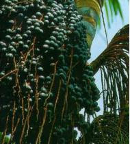 TODA FRUTA: BACABA DE LEQUE - (Oenocarpus distichus)