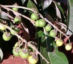 TODA FRUTA: MURICI DA PRAIA (Byrsonima crassifolia)