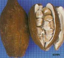 TODA FRUTA: MONGUBA - (Pachira aquática)