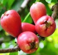 TODA FRUTA: JAMBO - (Syzygium malaccense)