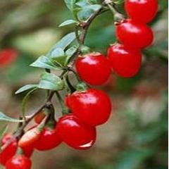 TODA FRUTA: GOJI - (Lycium barbarum)