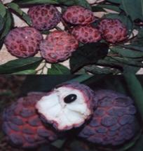 TODA FRUTA: FRUTA DO CONDE