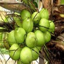 TODA FRUTA: COCO VERDE