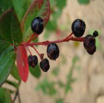 TODA FRUTA: CAMARINHA - (Gaylussacia brasiliensis - camarinha ...